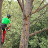 Tree Trimming & Tree Limb Removal | Battle Ground, WA | J & K Tree Service